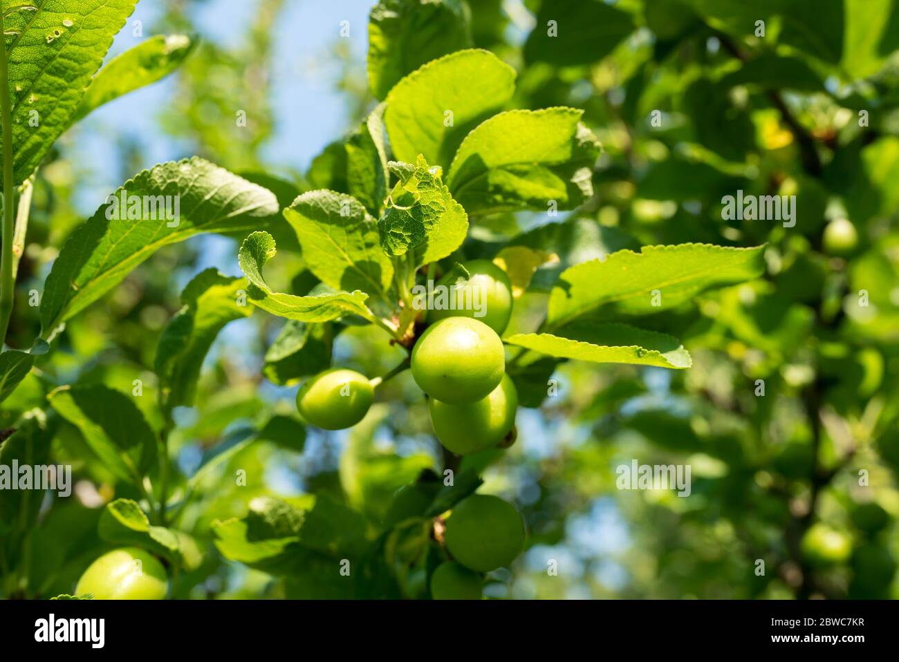 Sunlit unripe plum ringlo on the tree. Fresh green background Stock ...