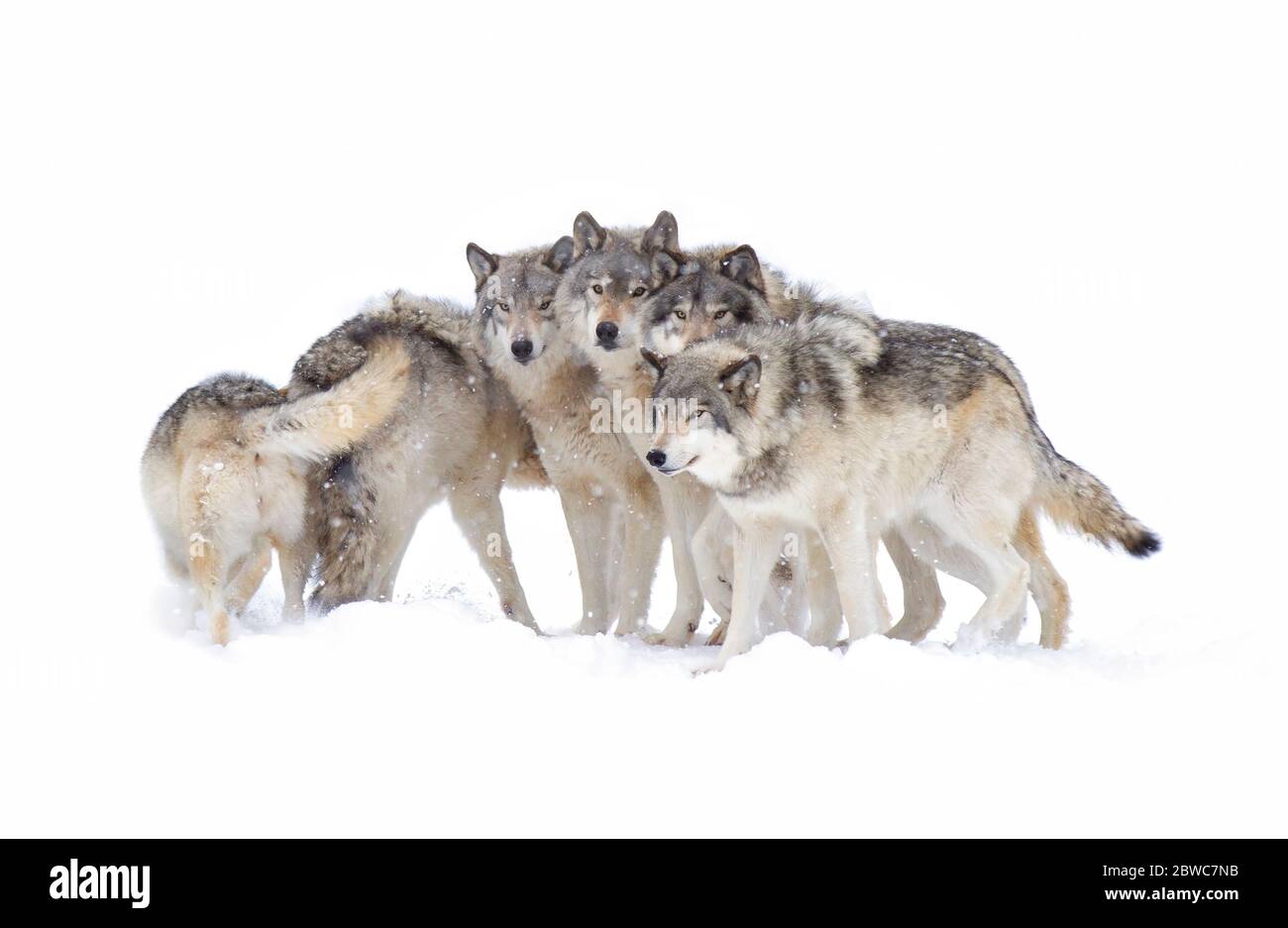 Timber wolves or grey wolves Canis lupus isolated on white background ...