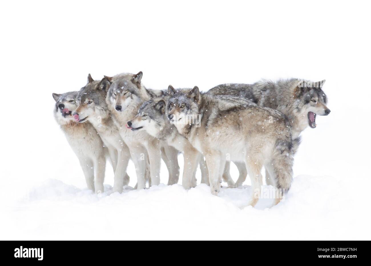 Timber wolves or grey wolves Canis lupus isolated on white background ...