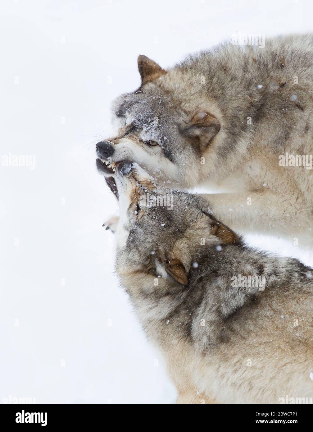 Two Timber wolves or grey wolves Canis lupus isolated on white ...