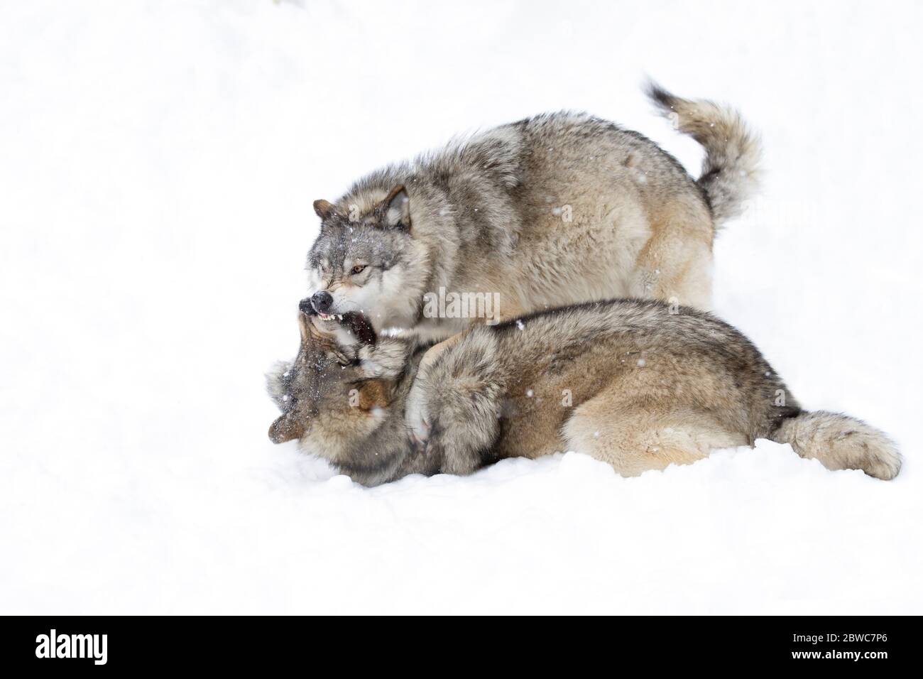 Two Timber wolves or grey wolves Canis lupus isolated on white ...