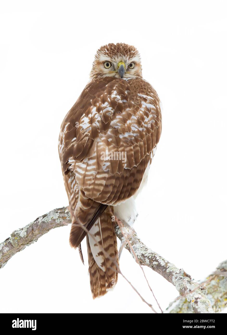 Portrait red tailed hawk Cut Out Stock Images & Pictures - Alamy