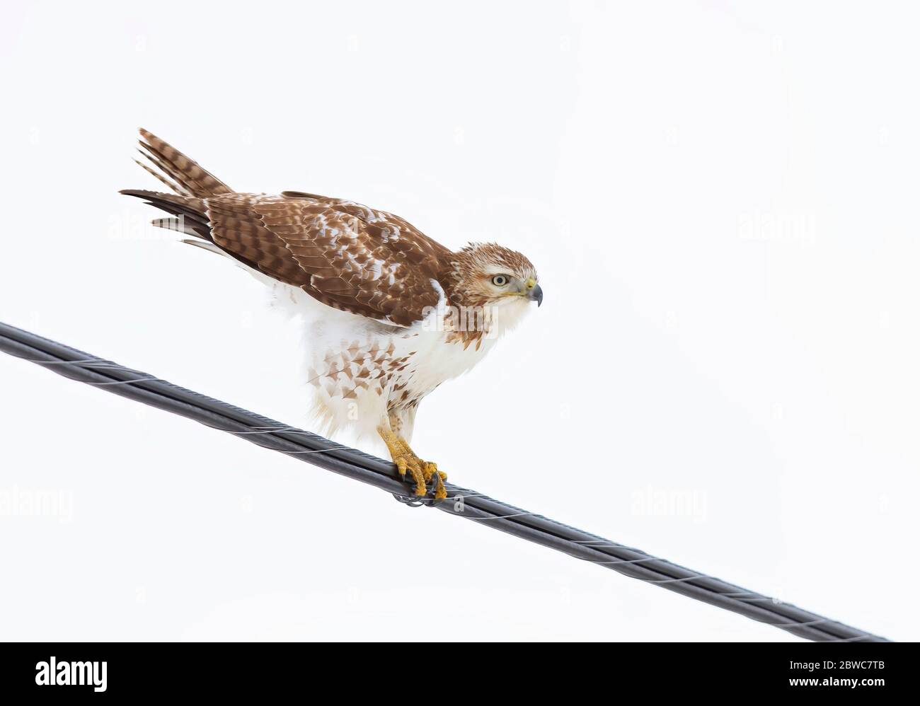 Red tailed hawk on white hi-res stock photography and images - Alamy