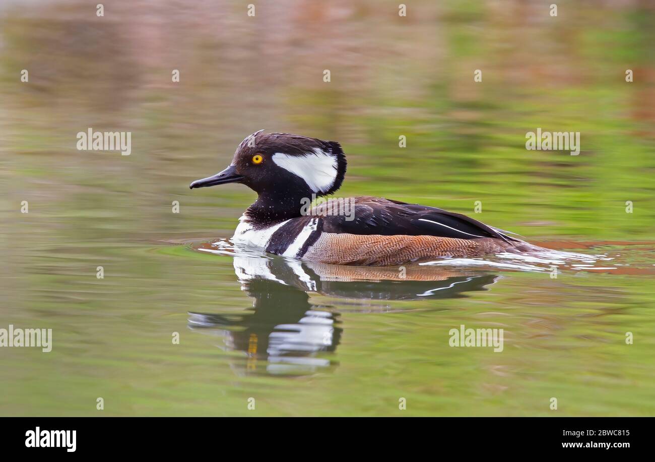 Lowered crest hi-res stock photography and images - Alamy