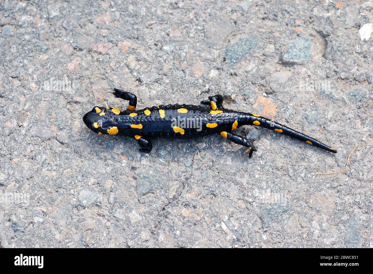Fire salamander on white hi-res stock photography and images - Alamy