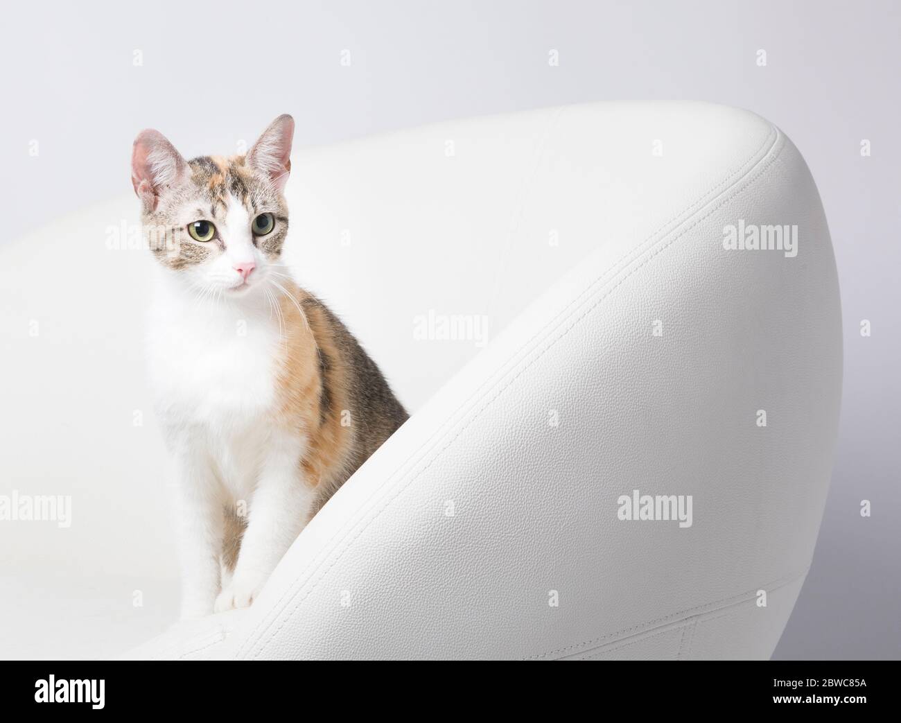 orange and white calico tabby in bright studio lighting in a white ...