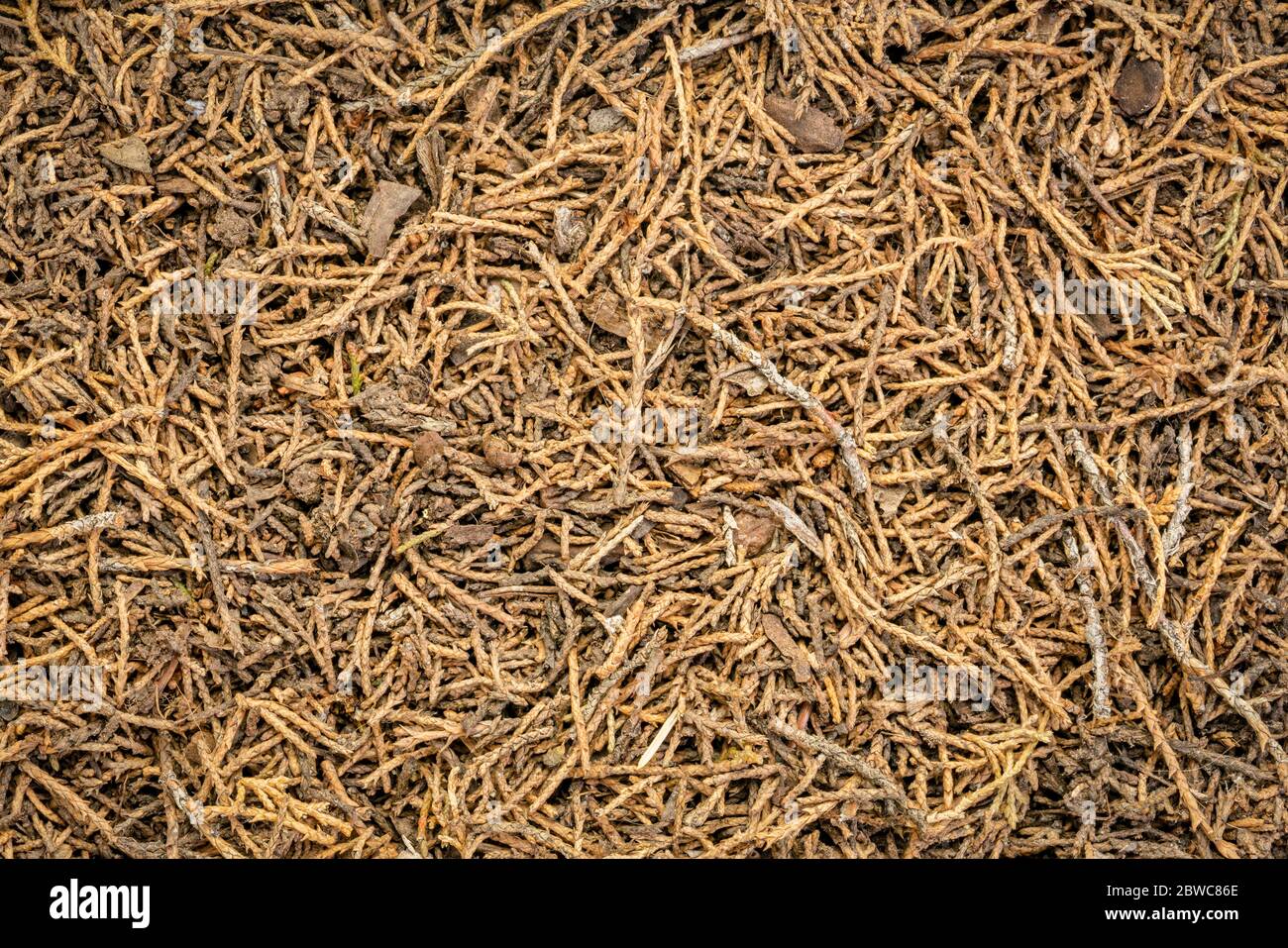 closeup background and texture of forest floor under juniper tree Stock ...