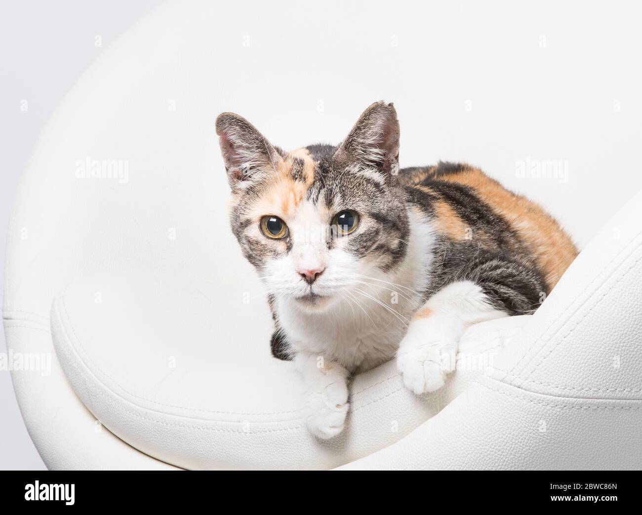 orange and white calico tabby in bright studio lighting in a white ...