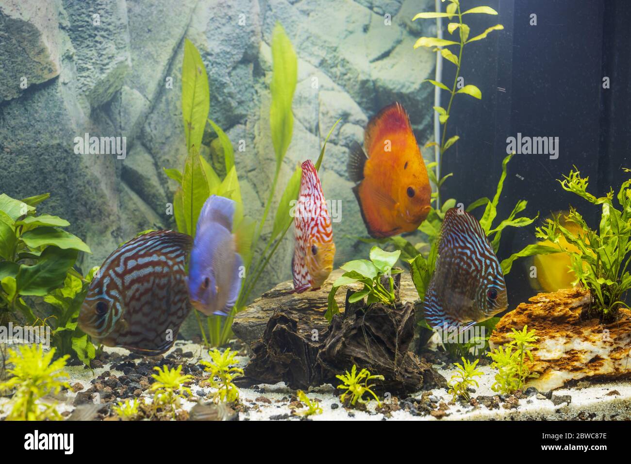 Close up view of gorgeous colorful aquarium fishes discus. Beautiful ...