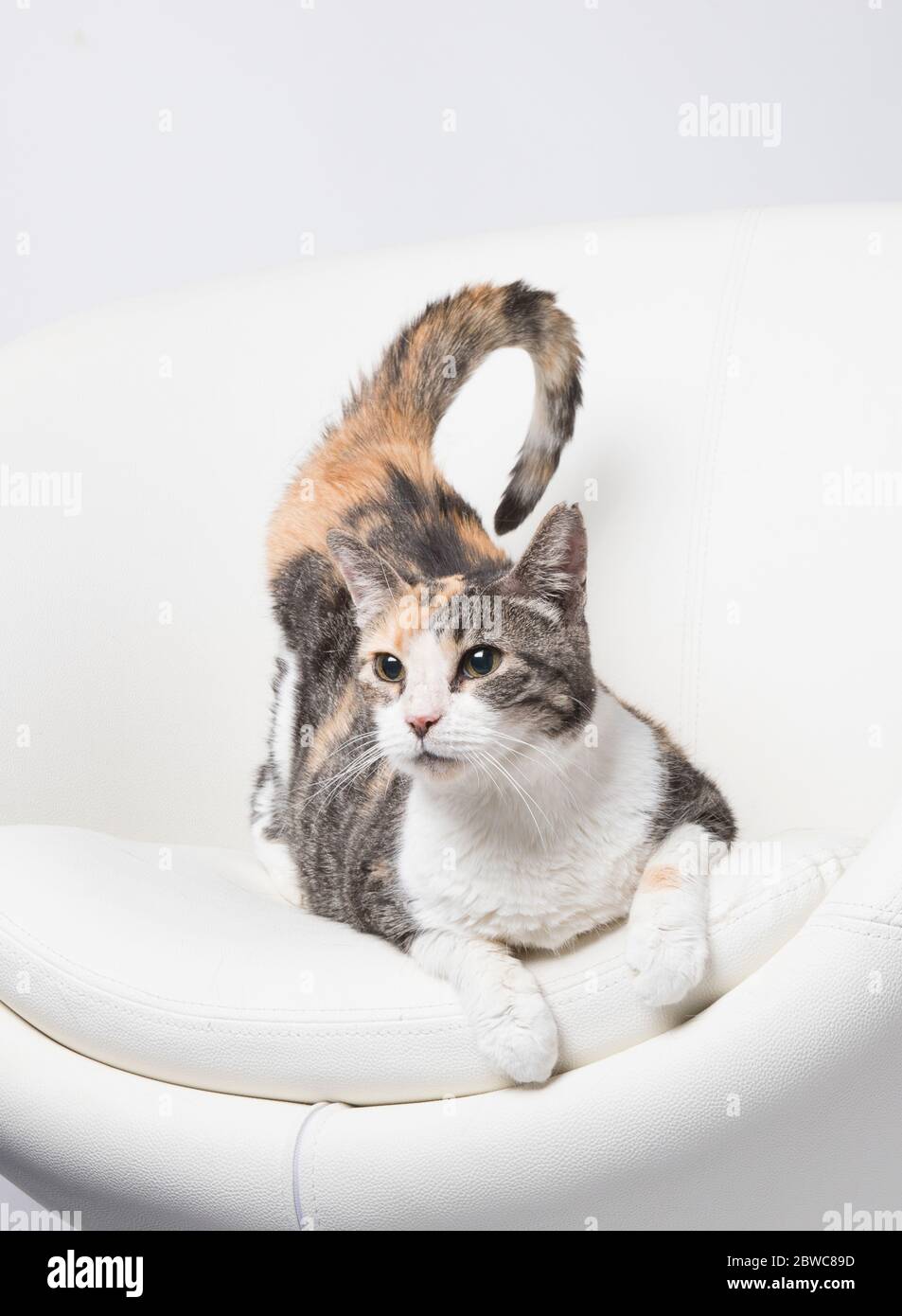 orange and white calico tabby in bright studio lighting in a white ...