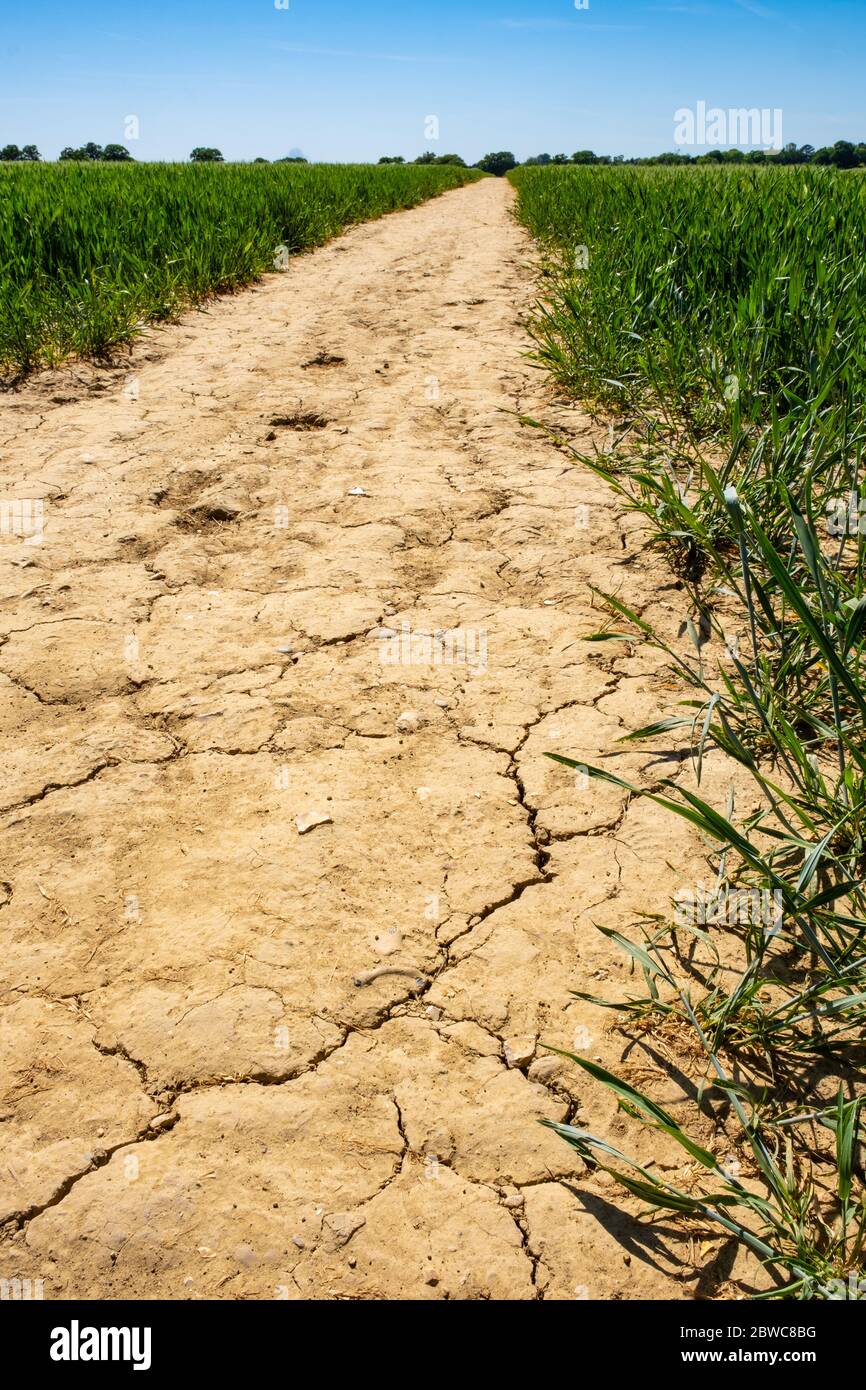 Dry ground in England Stock Photo - Alamy