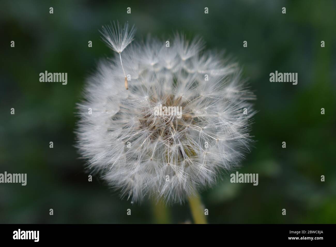 Blowing blowball hi-res stock photography and images - Alamy