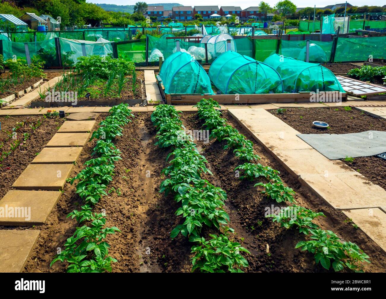 Tidy garden hi-res stock photography and images - Alamy