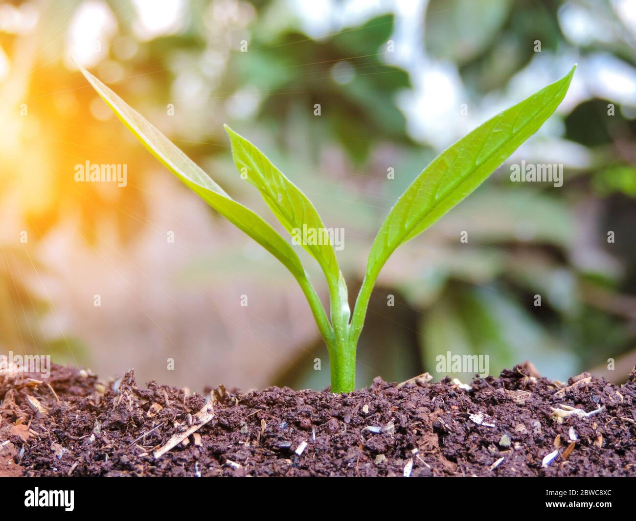 Sunshine rays seedling hi-res stock photography and images - Alamy