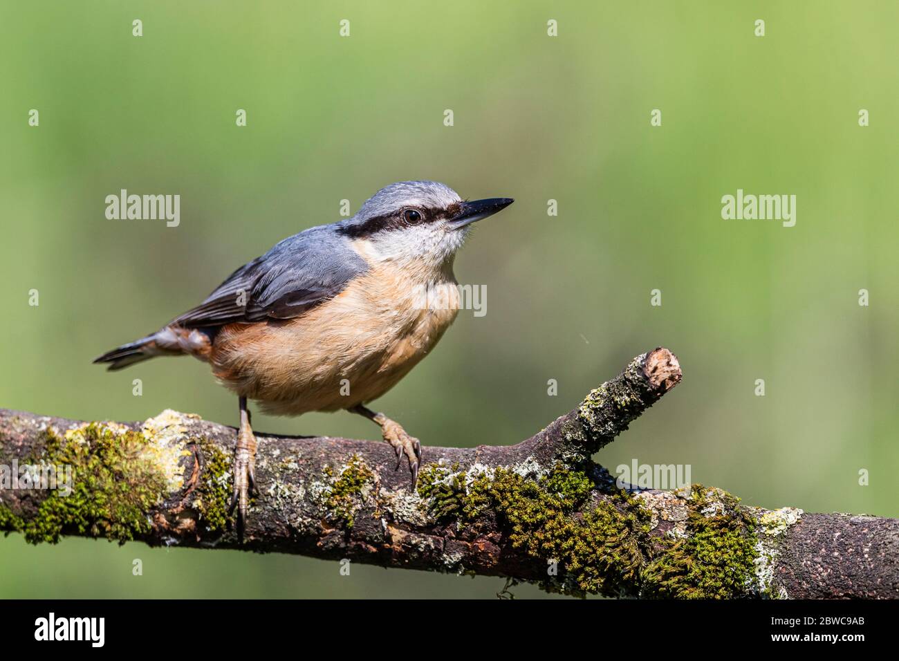 European nuthatch in a mid Wales Spring Stock Photo - Alamy