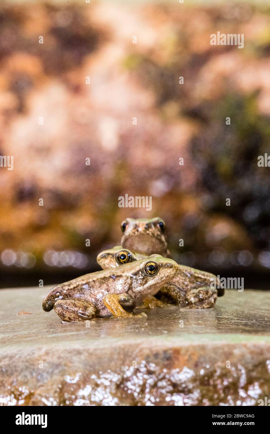 Common froglets photographed in a controlled setting Stock Photo - Alamy