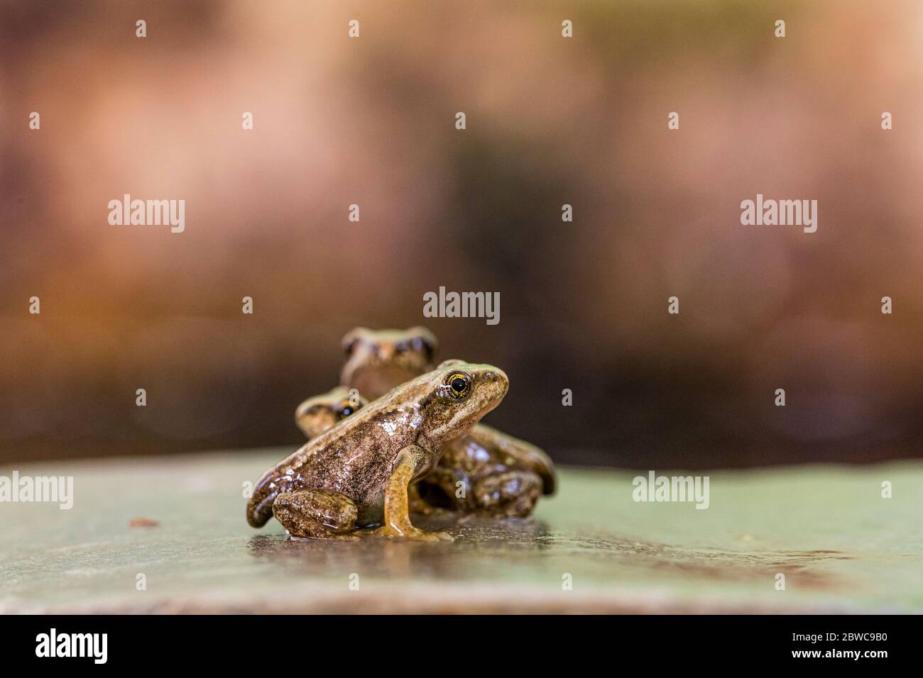 Common froglets photographed in a controlled setting Stock Photo - Alamy