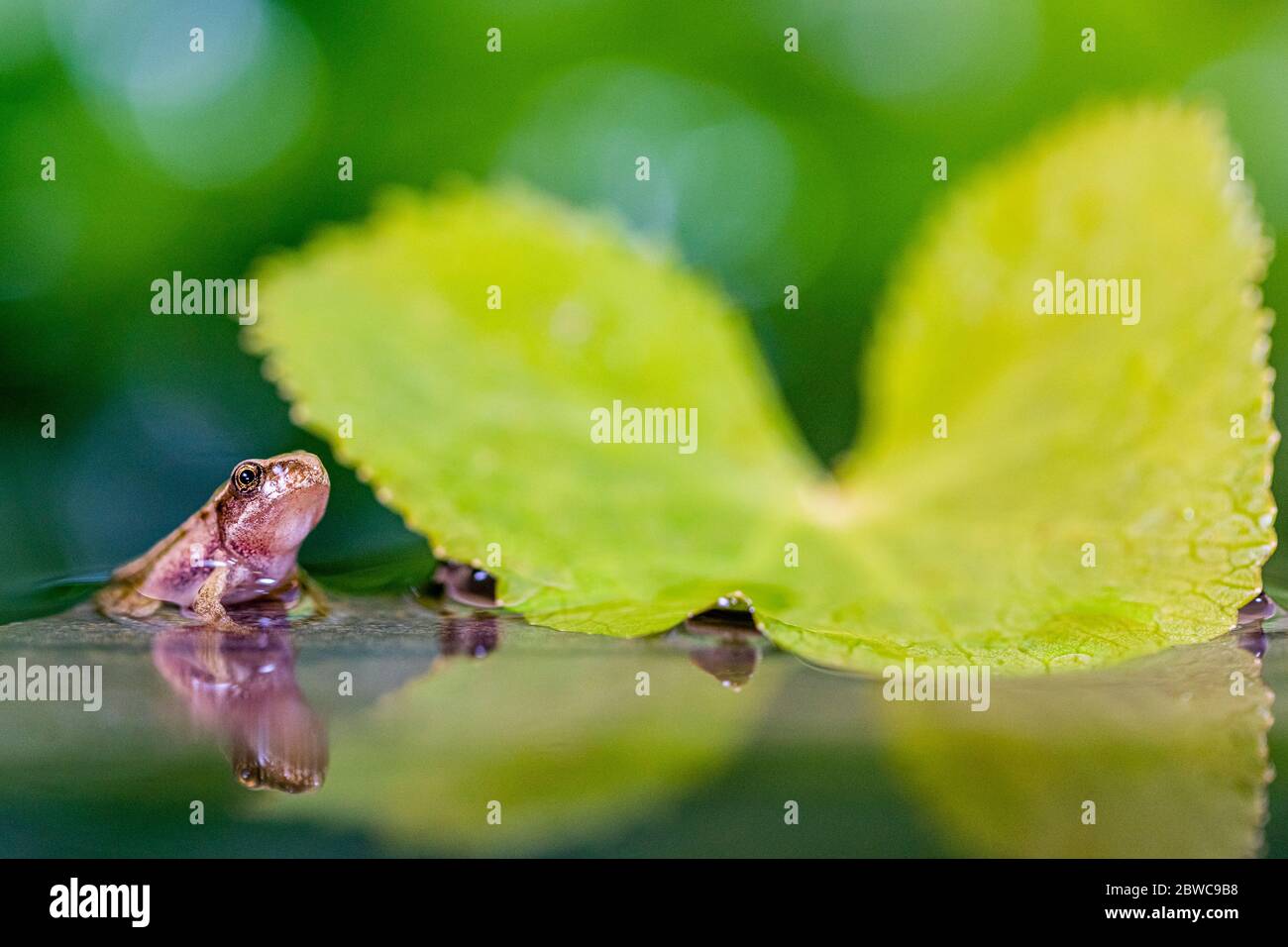 Froglets uk hi-res stock photography and images - Alamy