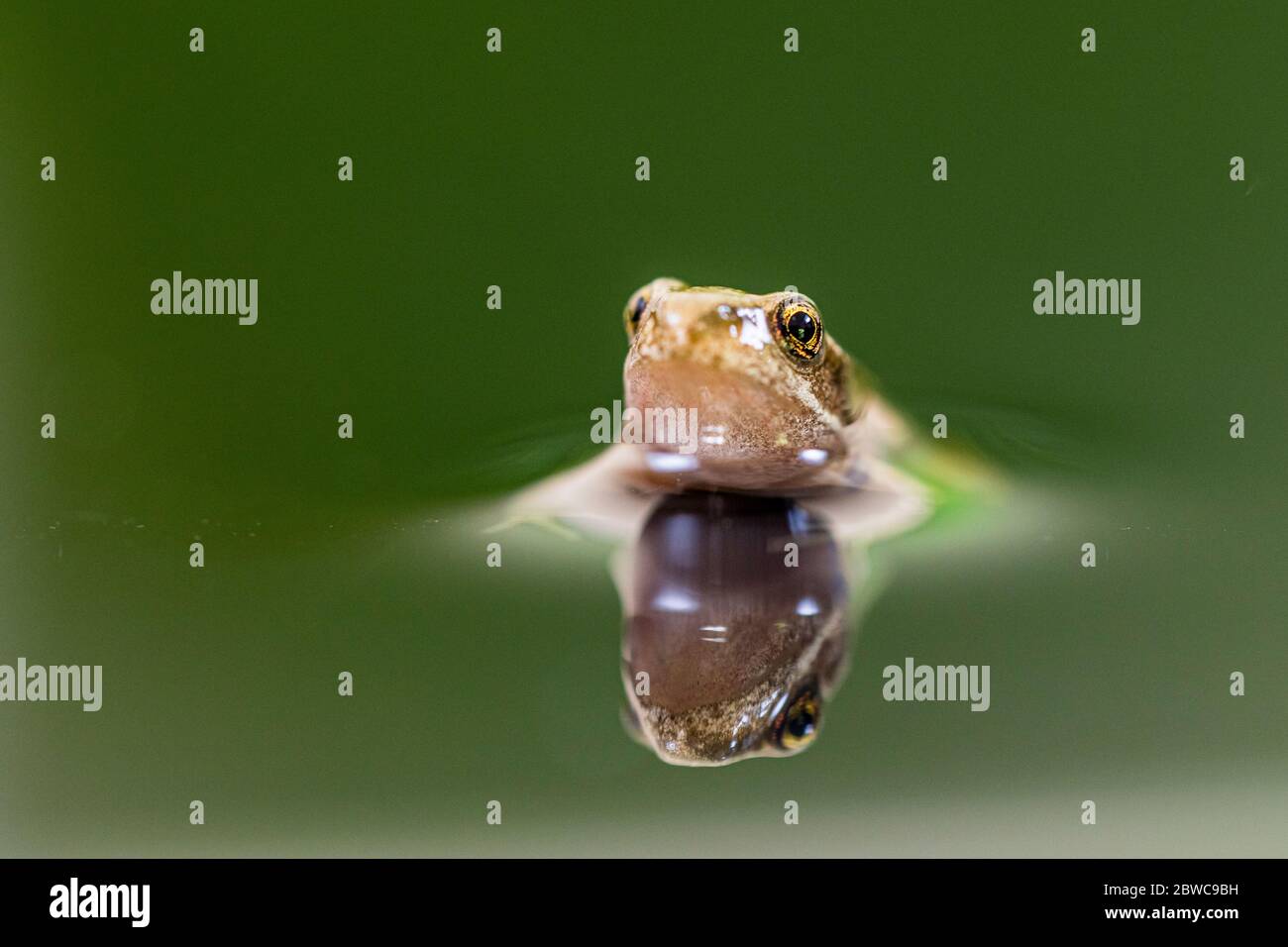 Common froglets photographed in a controlled setting Stock Photo - Alamy