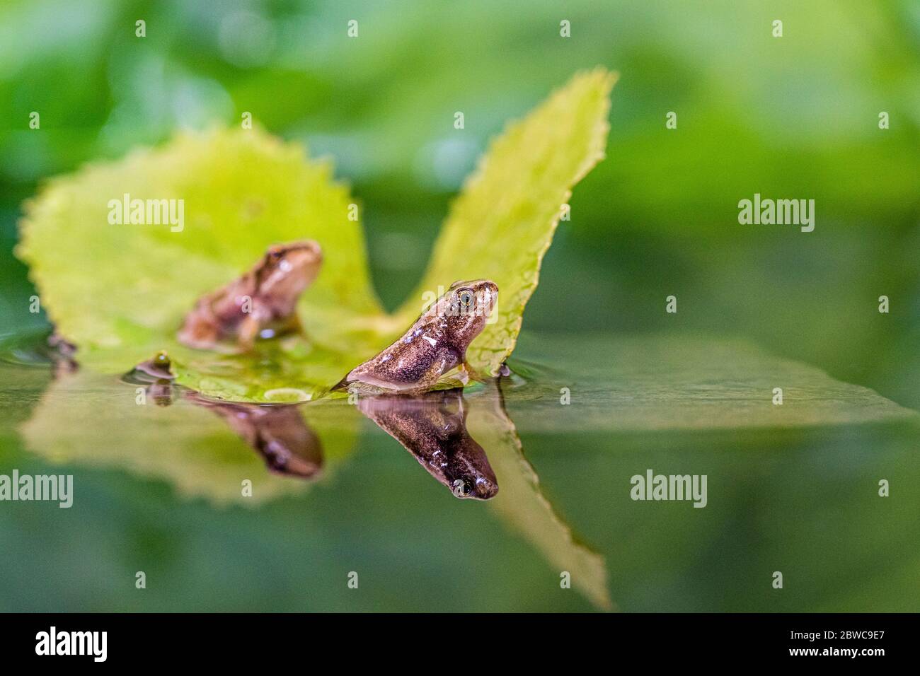 Common froglets photographed in a controlled setting Stock Photo - Alamy