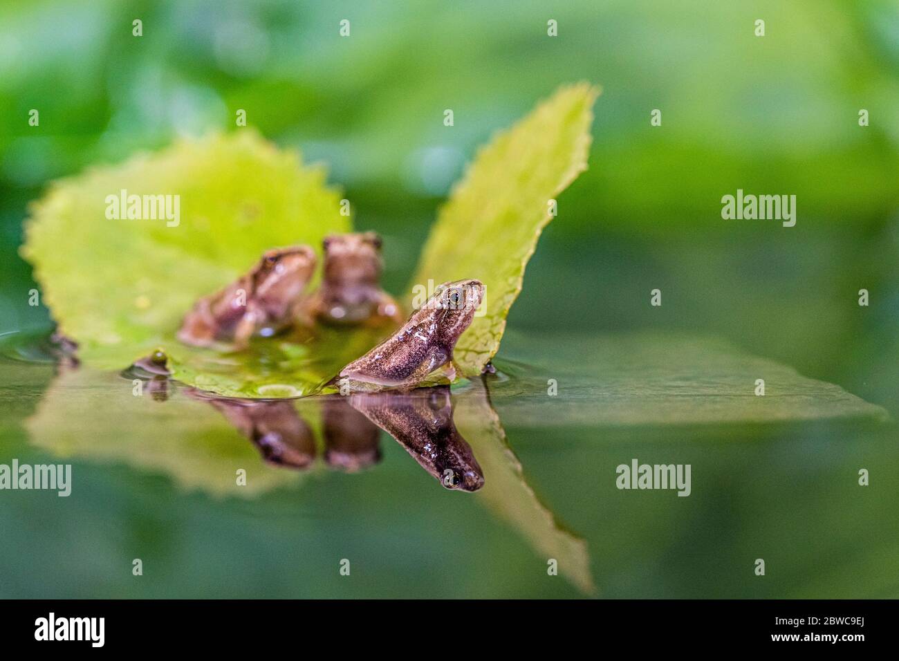 Common froglets photographed in a controlled setting Stock Photo - Alamy