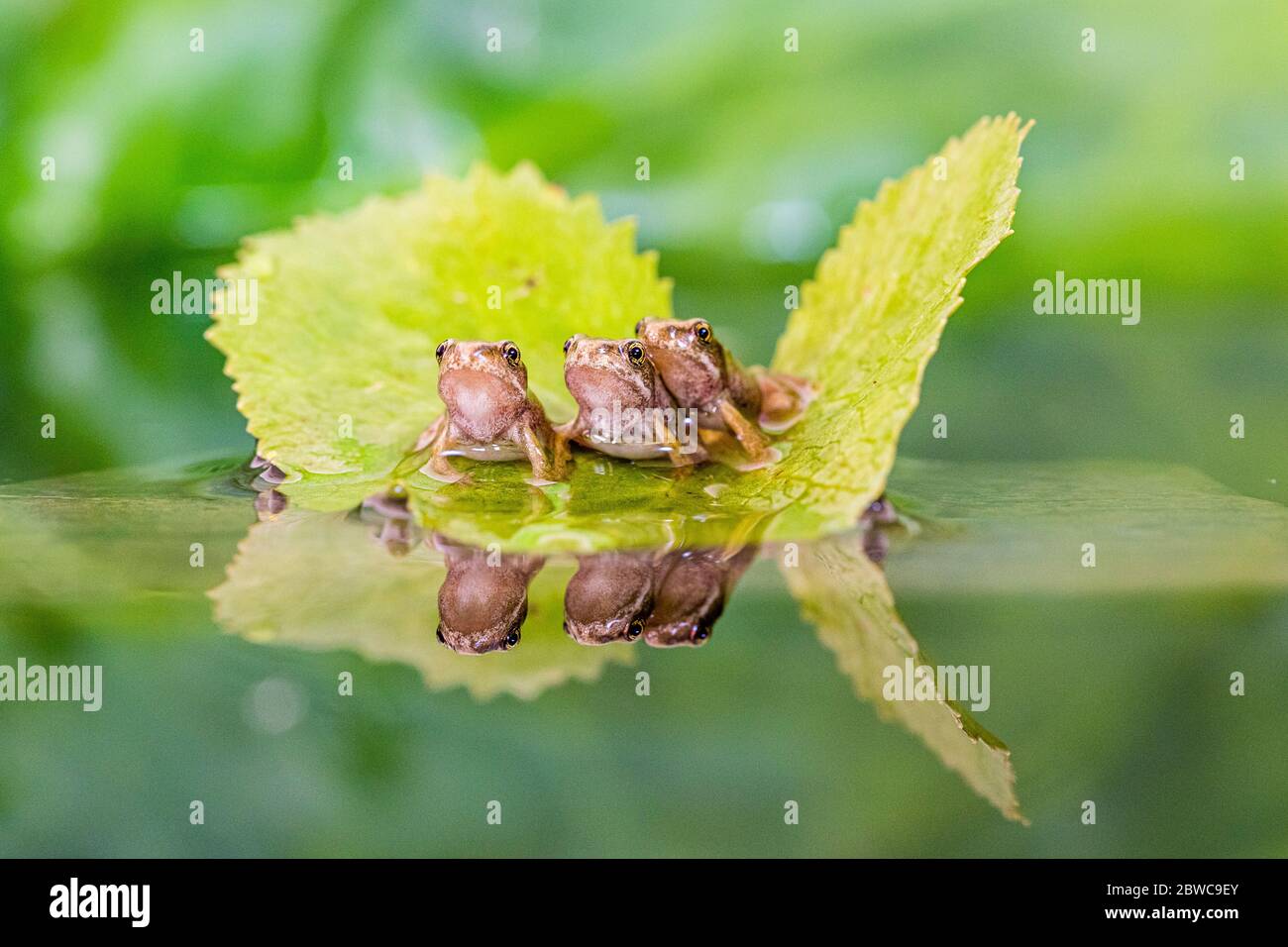 Common froglets photographed in a controlled setting Stock Photo - Alamy