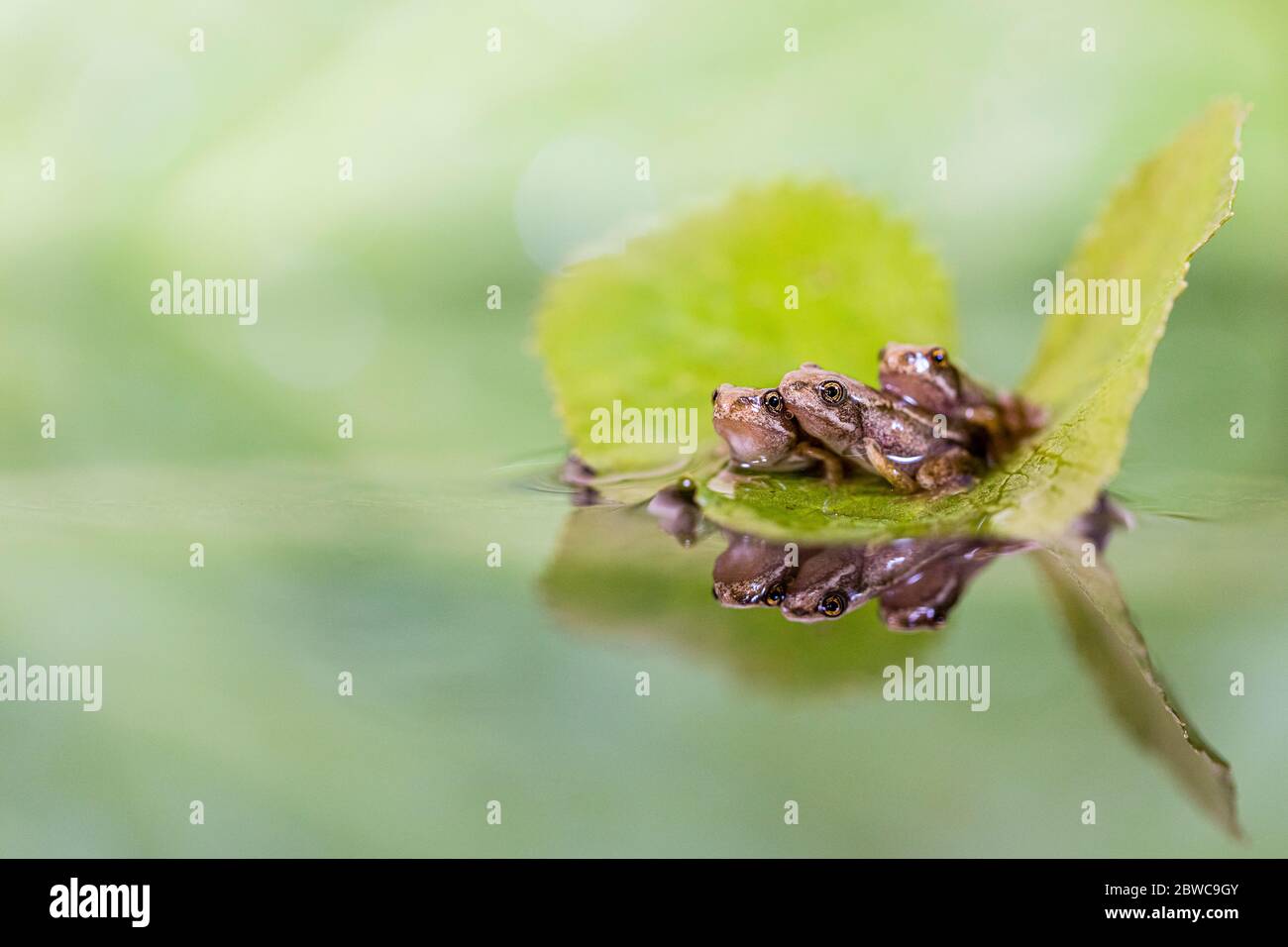 Common froglets photographed in a controlled setting Stock Photo - Alamy