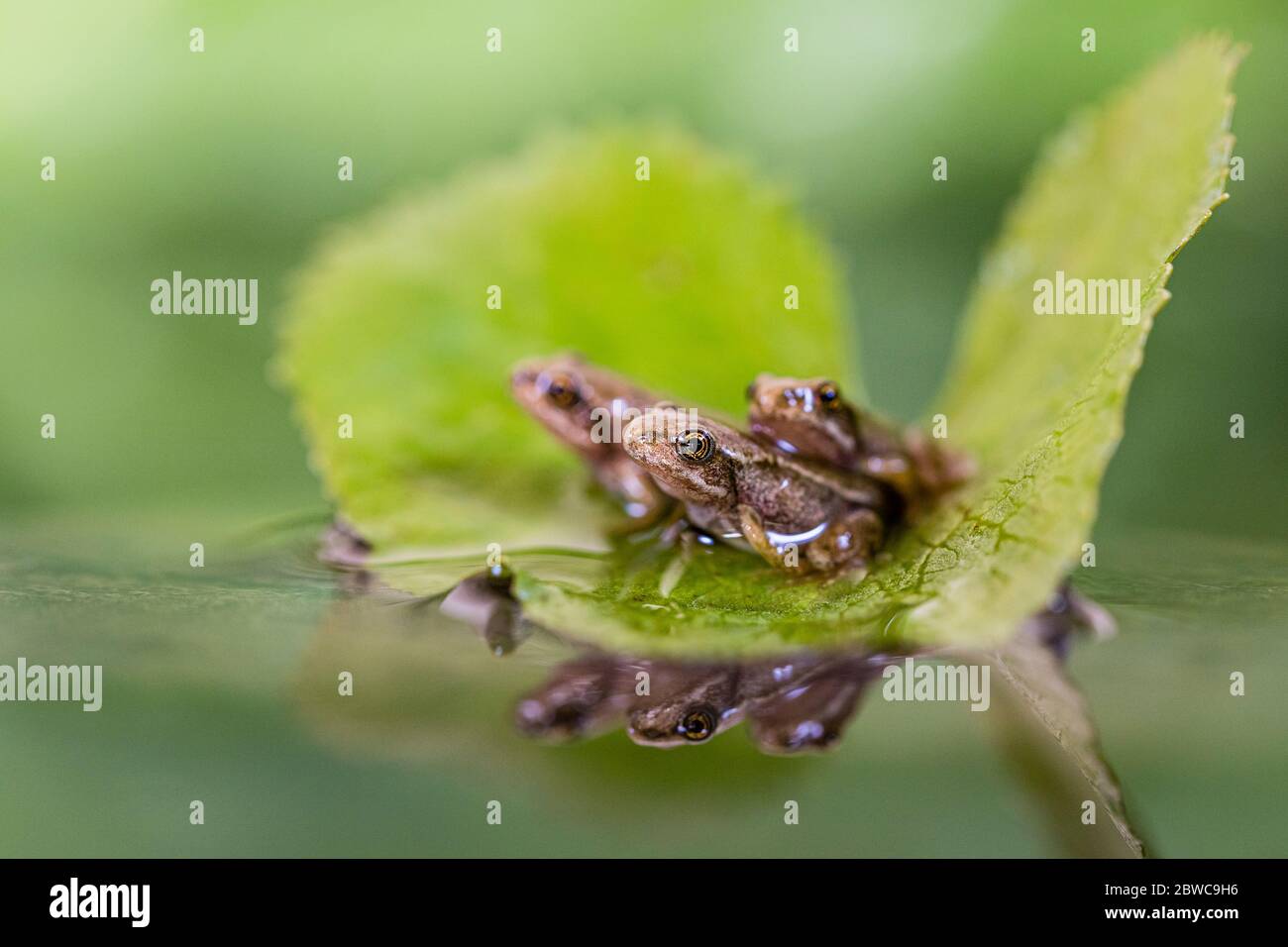 Common froglets photographed in a controlled setting Stock Photo - Alamy