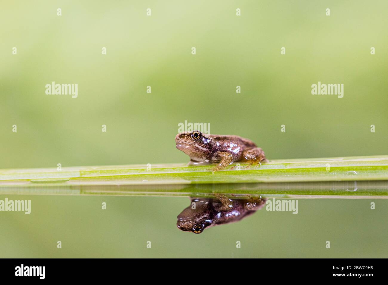 Common froglets photographed in a controlled setting Stock Photo - Alamy