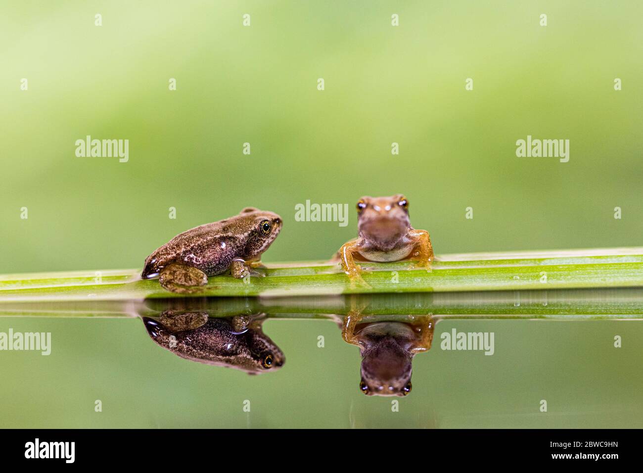 Common froglets photographed in a controlled setting Stock Photo - Alamy