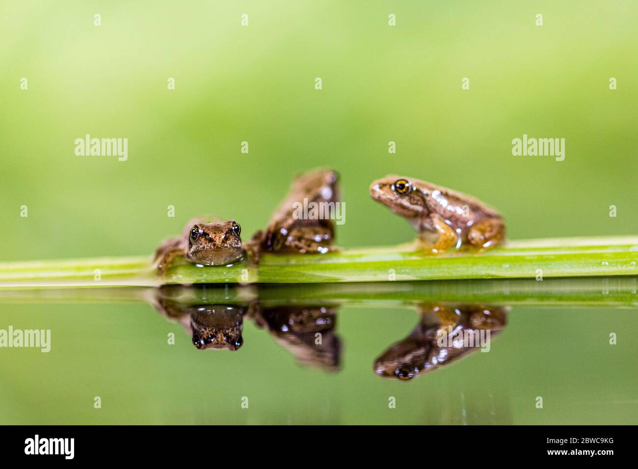 Common froglets photographed in a controlled setting Stock Photo - Alamy