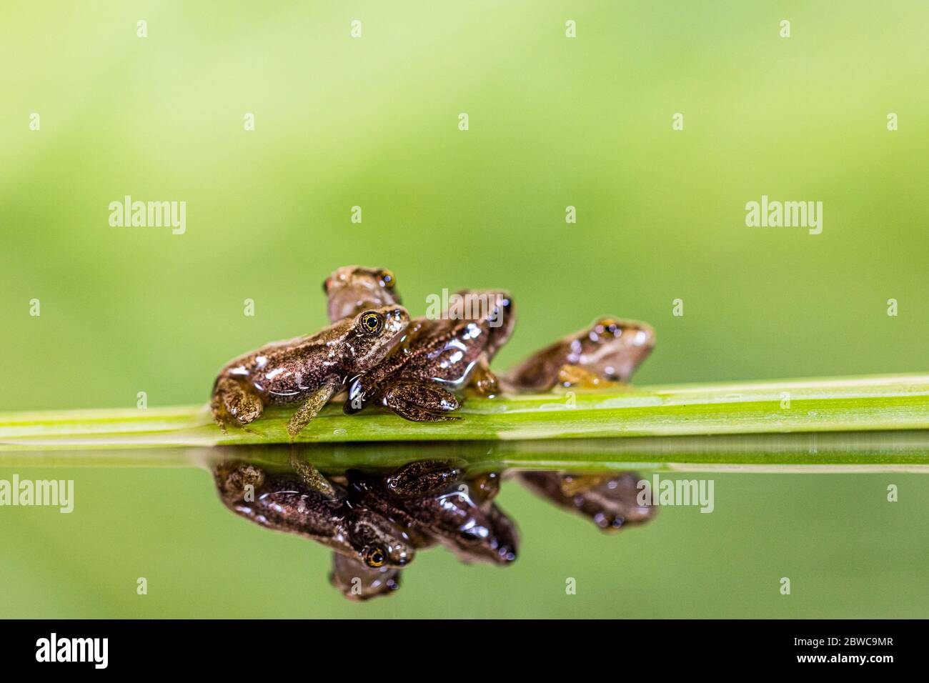 Common froglets photographed in a controlled setting Stock Photo - Alamy