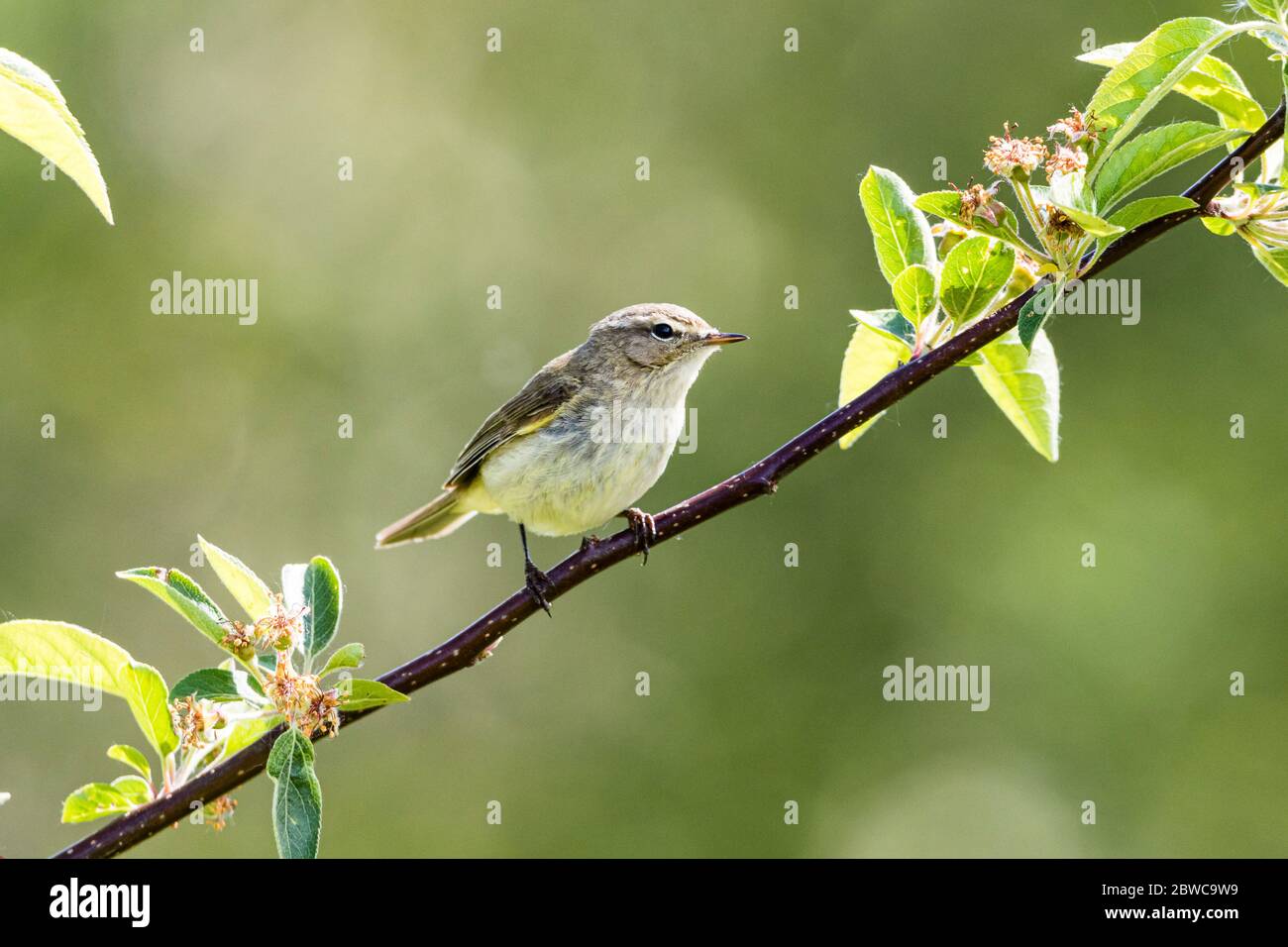 Chiff Chaff High Resolution Stock Photography and Images - Alamy