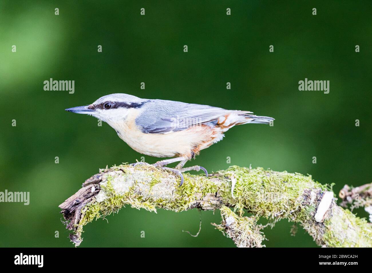 European nuthatch in a mid Wales Spring Stock Photo - Alamy