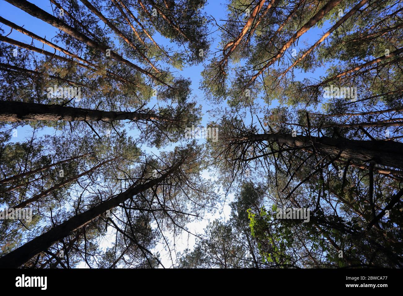 Looking up into forest hi-res stock photography and images - Alamy