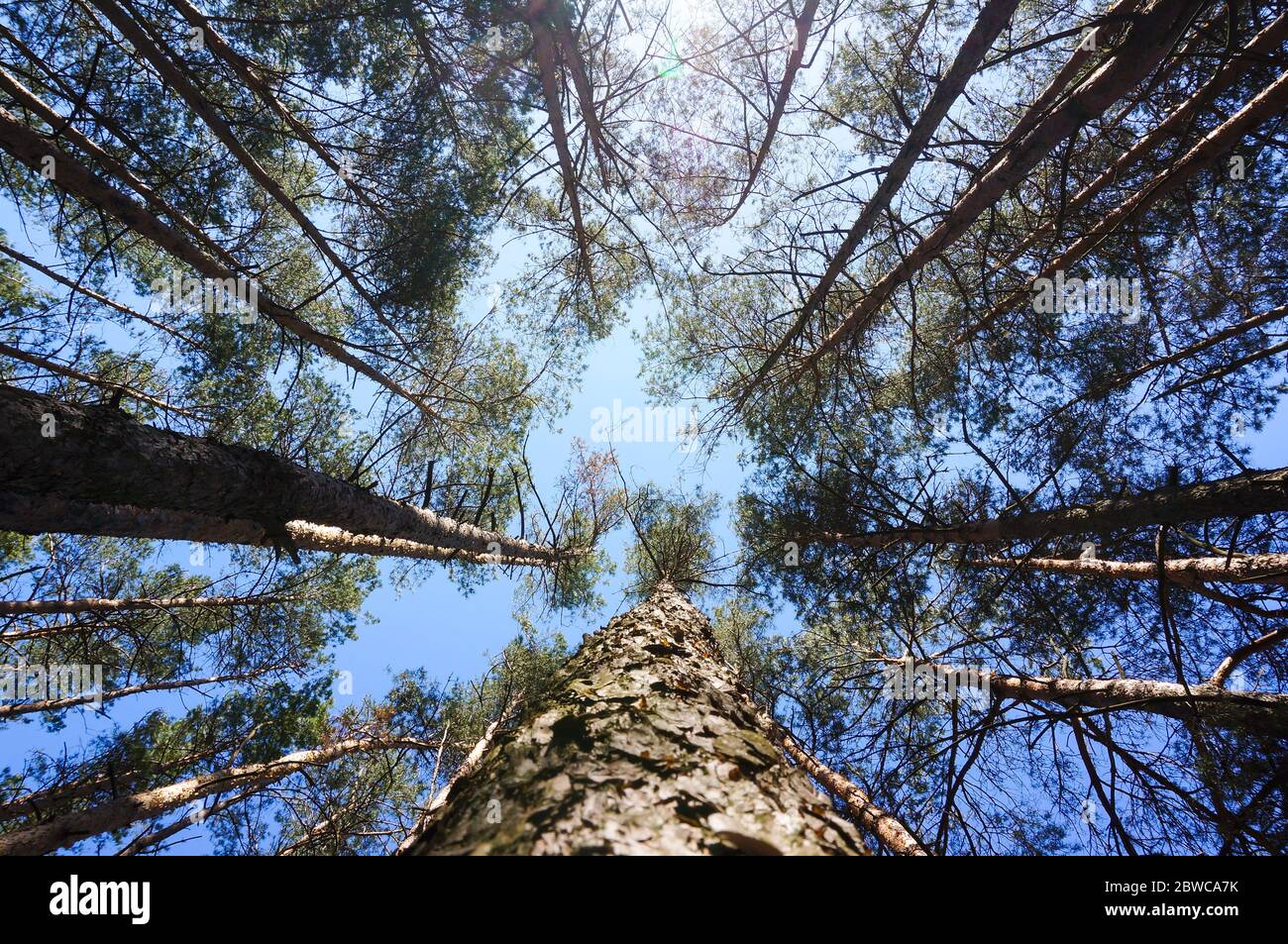 Looking up into forest hi-res stock photography and images - Alamy