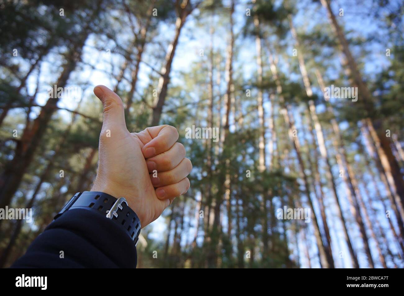 Man hand shows like forest nature with pine Stock Photo - Alamy