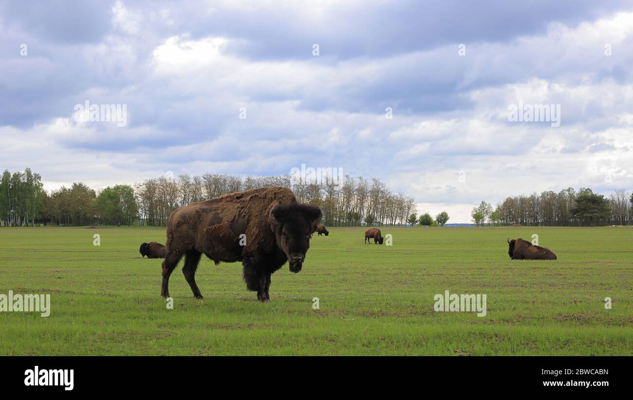 Wild bison on grazing hi-res stock photography and images - Alamy