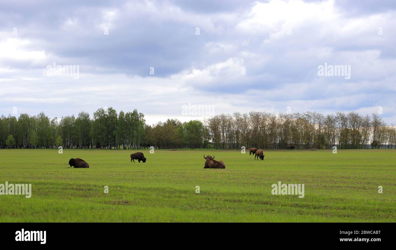 Wild bison on grazing hi-res stock photography and images - Alamy