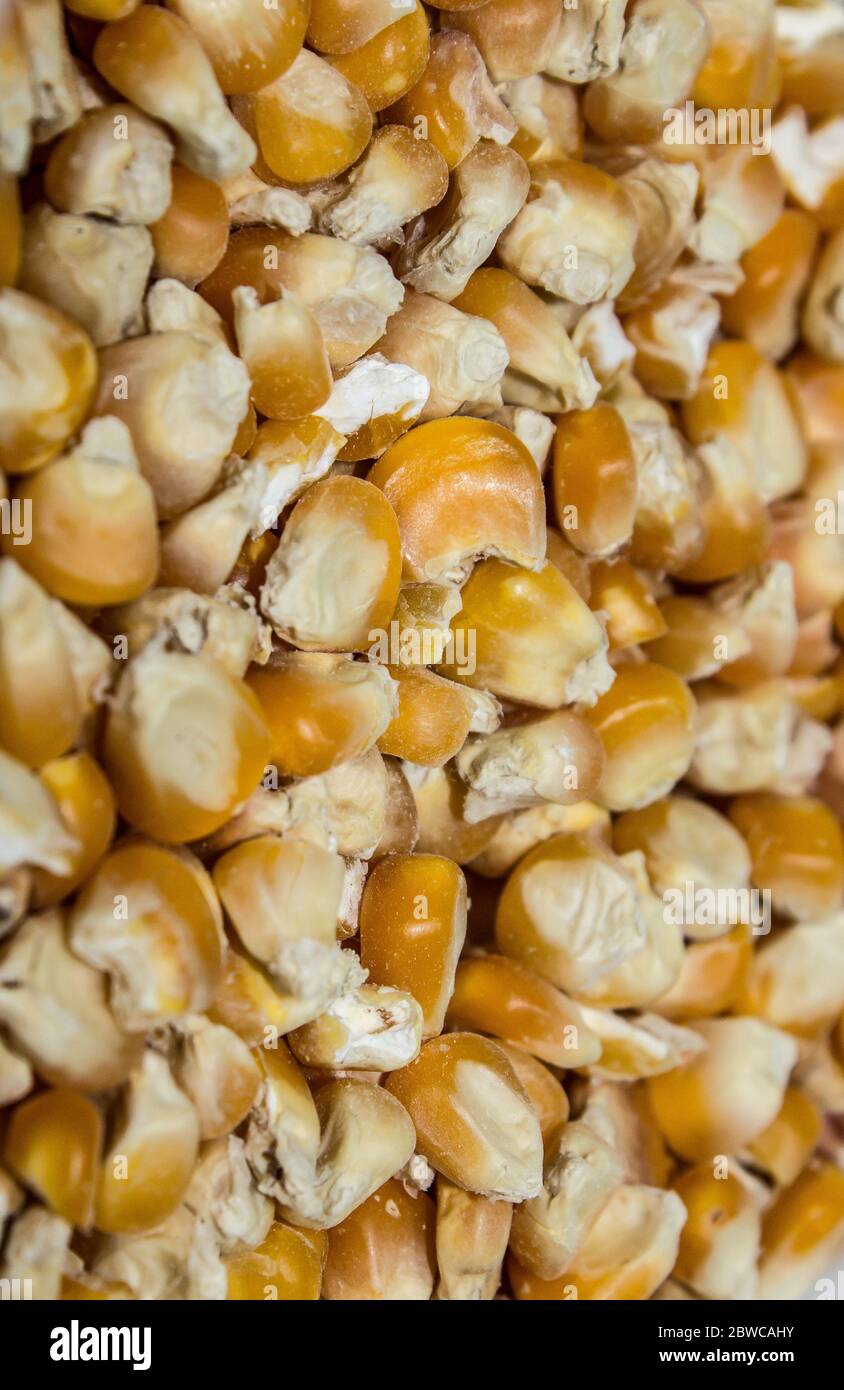 A picture of corn seeds Stock Photo - Alamy