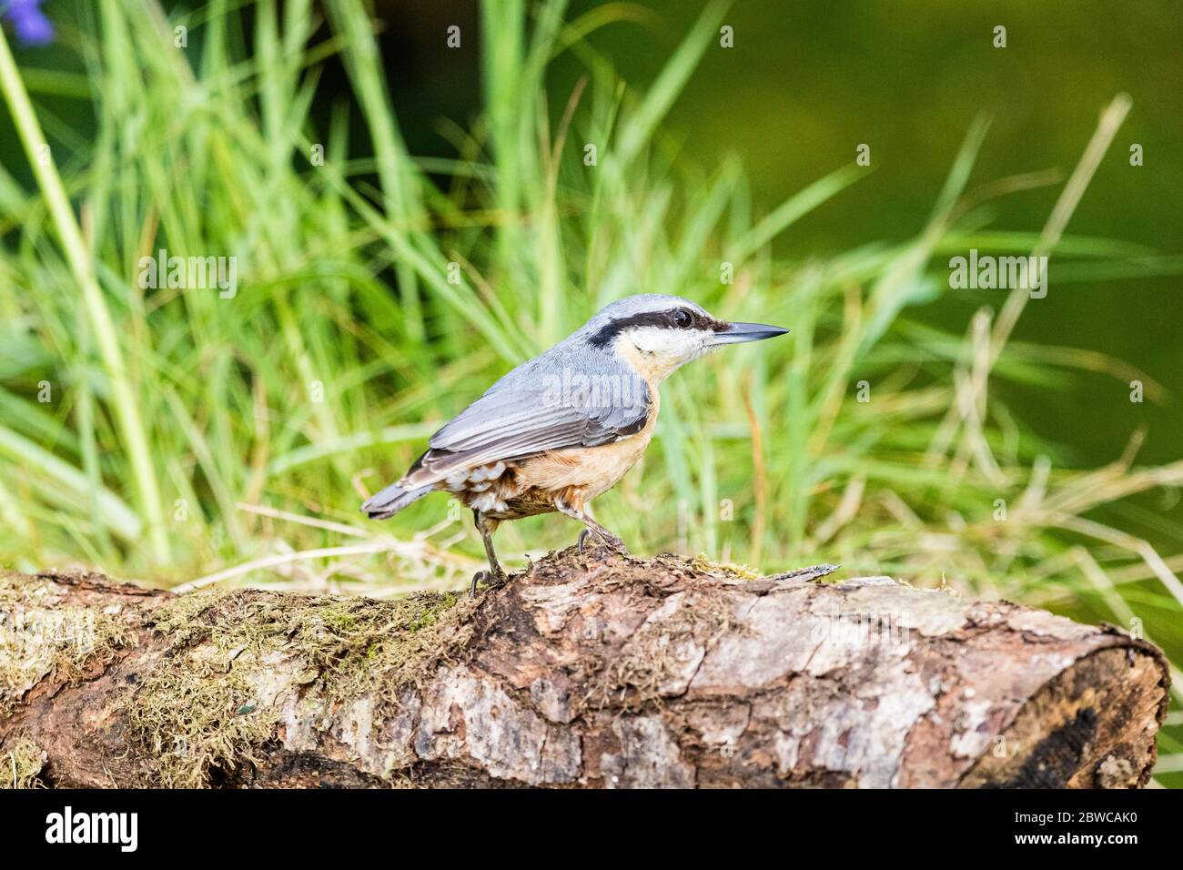 European nuthatch in a mid Wales Spring Stock Photo - Alamy