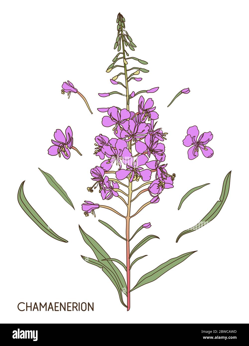 Chamerion angustifolium, fireweed, willow herb. Hand drawn botanical ...