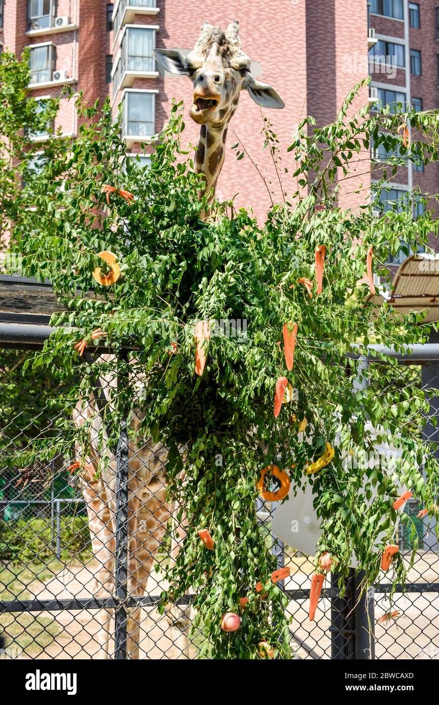Luoyang, China. 29th May, 2020. a keeper at wangcheng park in luoyang ...