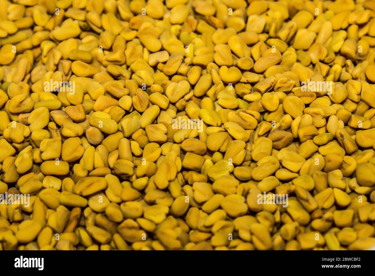 A picture of fenugreek Stock Photo - Alamy