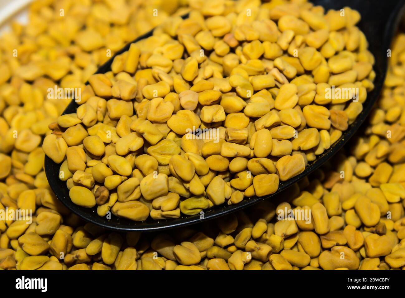 A picture of fenugreek Stock Photo - Alamy