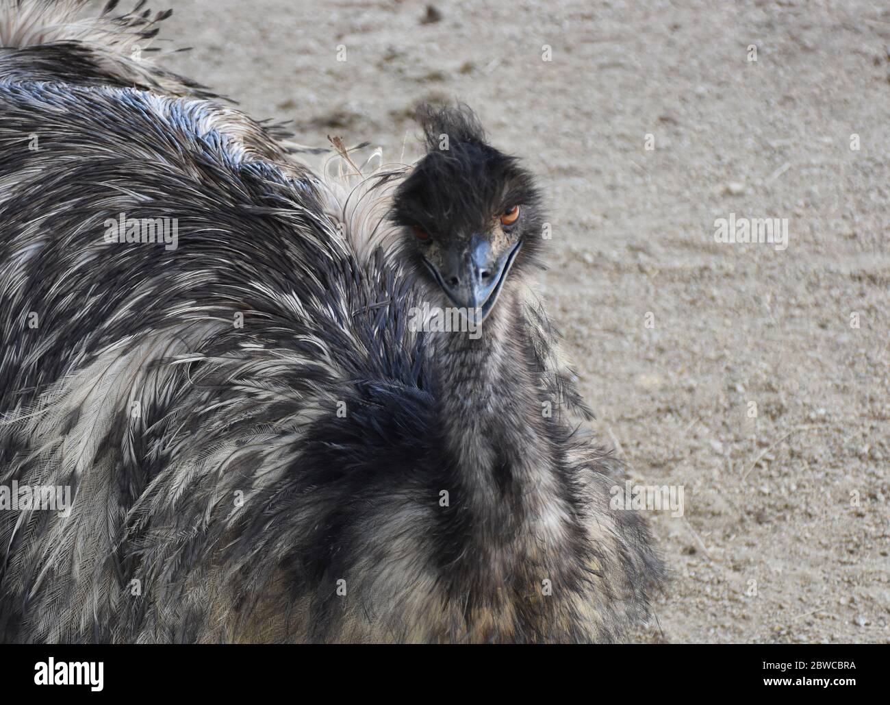 Large emu bird laying down with fluffy feathers Stock Photo - Alamy