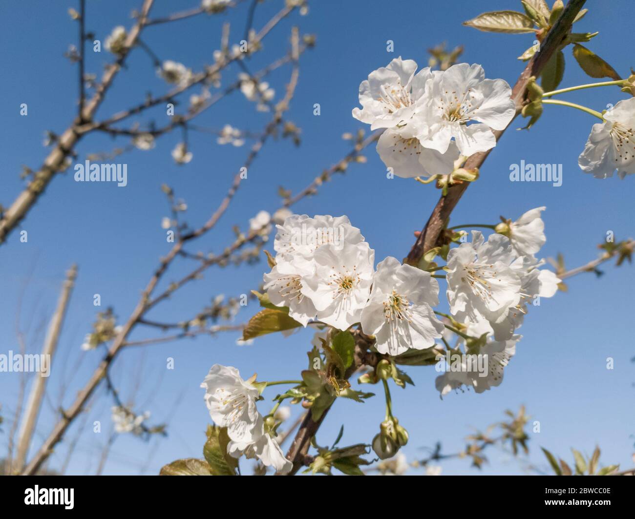 Blossom branch of a cherry tree on a gray background hi-res stock ...