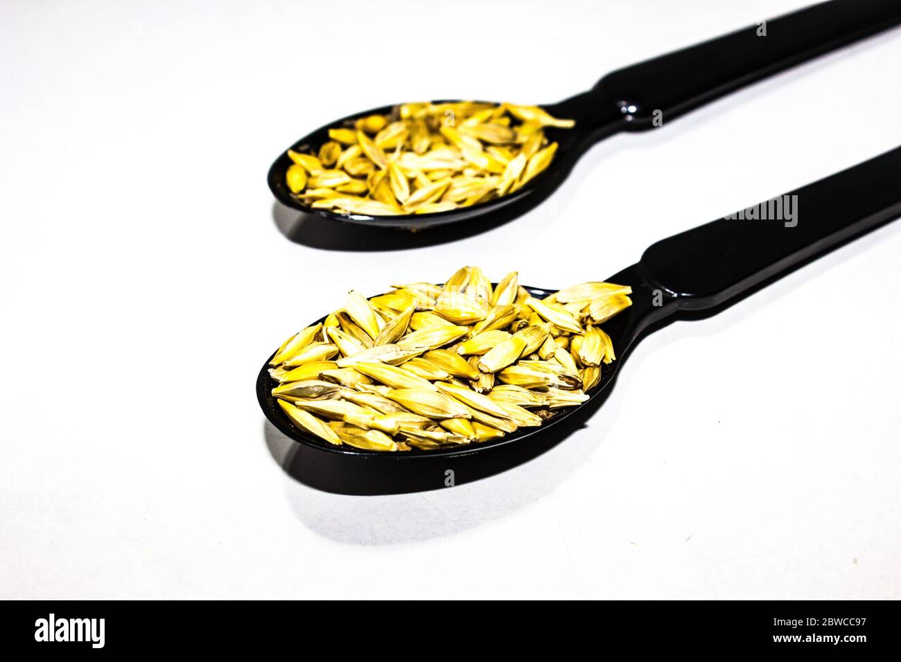 A picture of barley corn Stock Photo - Alamy