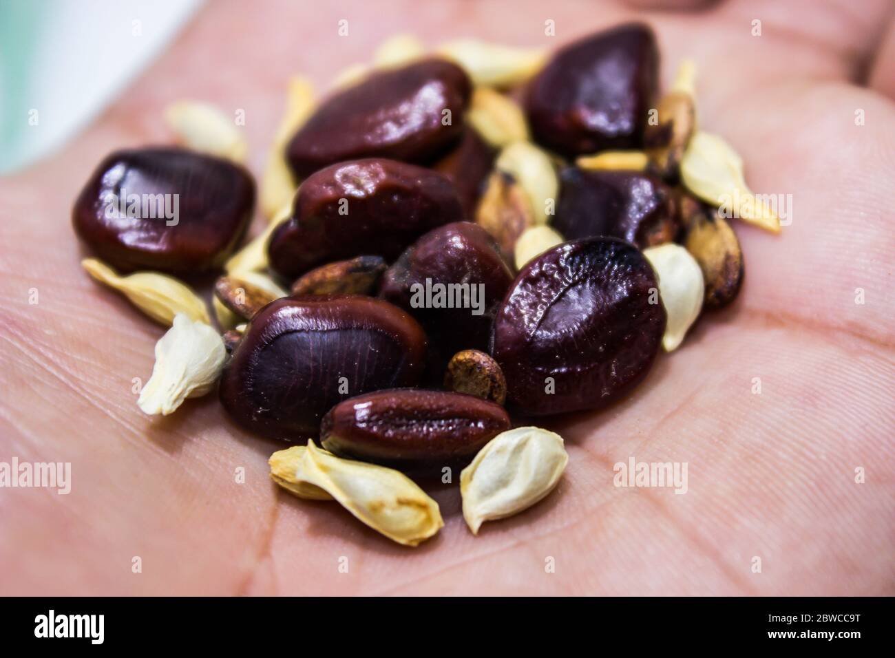 A picture of mixed seeds Stock Photo - Alamy