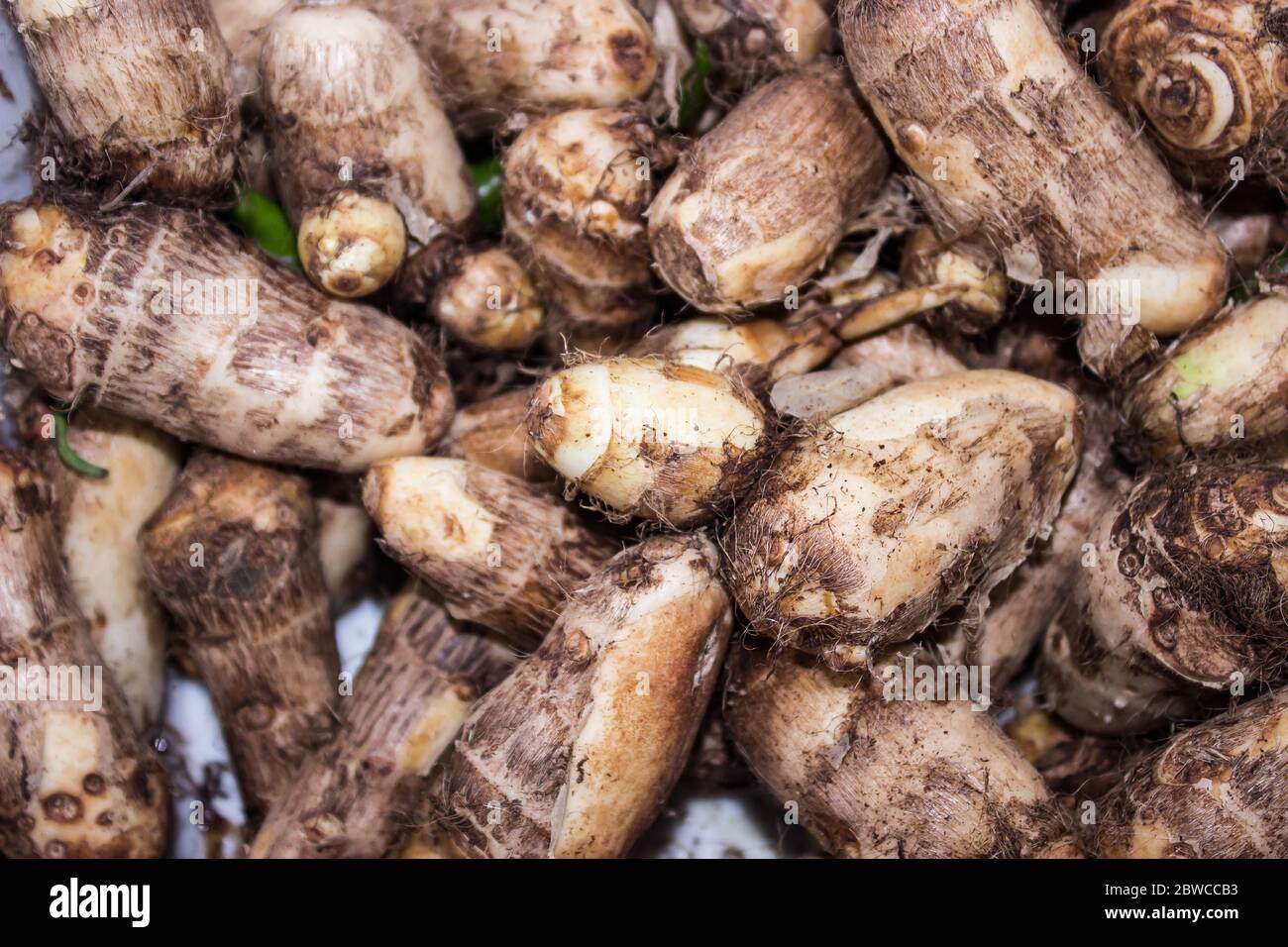 A picture of taro roots Stock Photo - Alamy